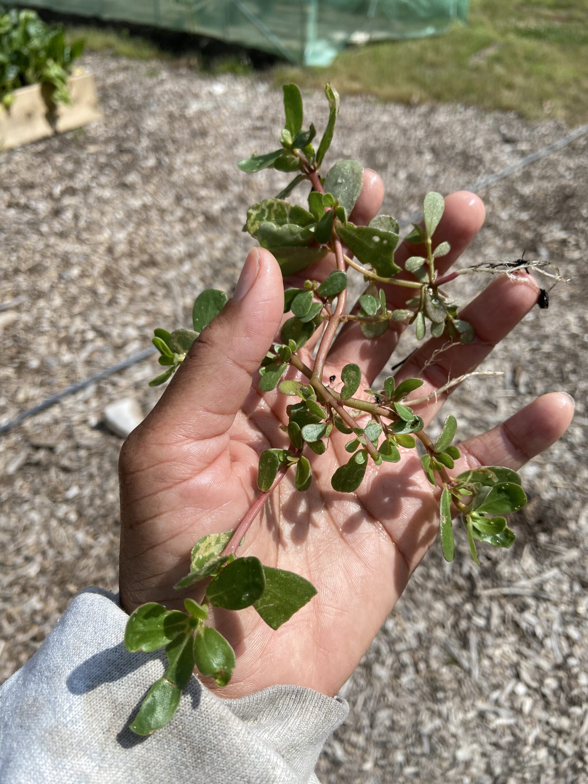 IMG_7101 | Clapping Hands Farm, LLC